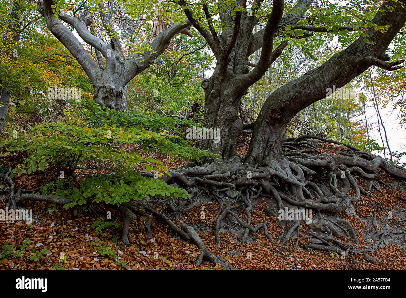 Plant Roots Exposed High Resolution Stock Photography and Images - Alamy