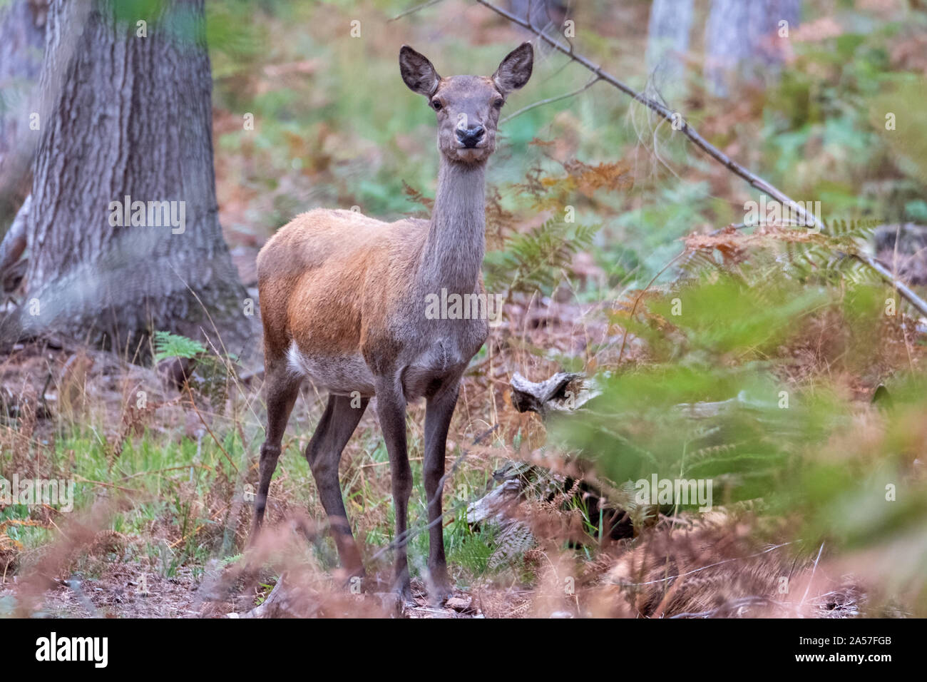 Deer Forest High Resolution Stock Photography and Images - Alamy