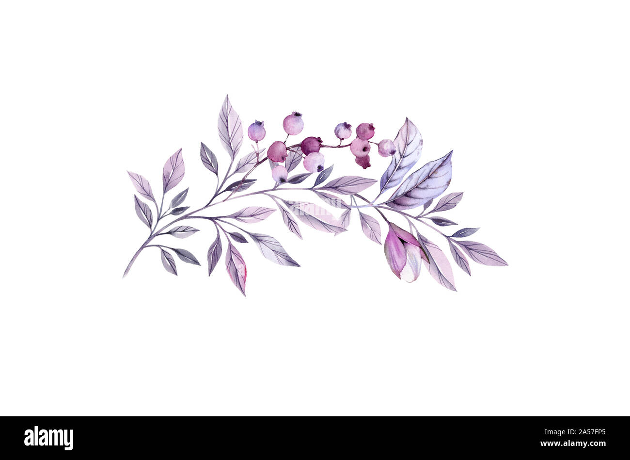 Watercolor floral arch with purple anemone buds. Hand-painted realistic ...