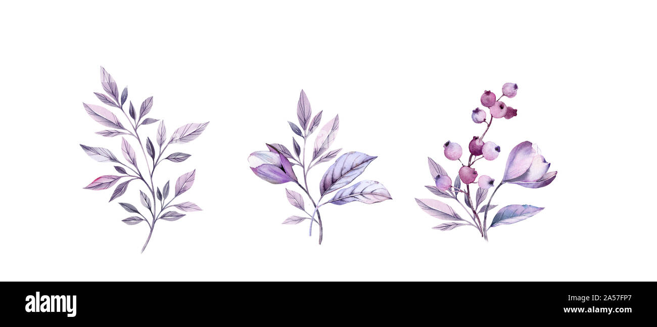 Botanical illustrations hi-res stock photography and images - Alamy