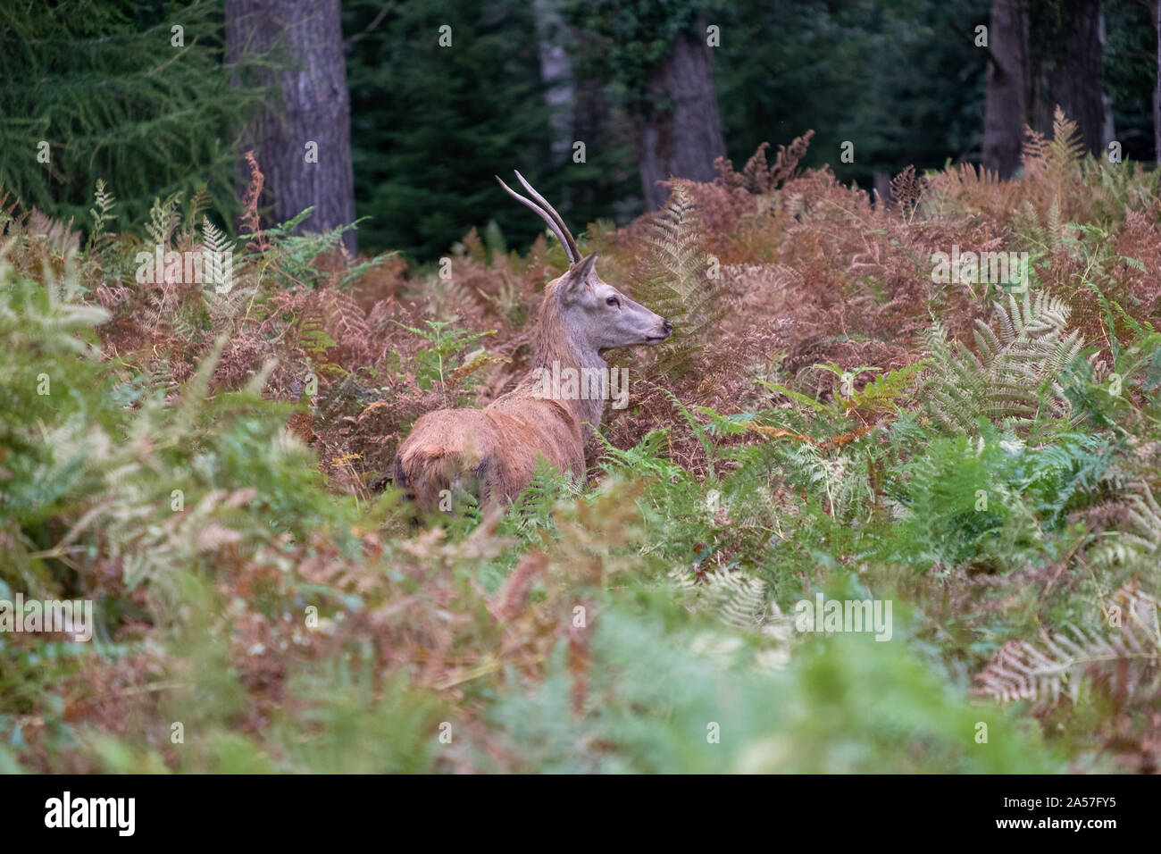 Young red deer photographed in autumn in countryside near Burley, New ...