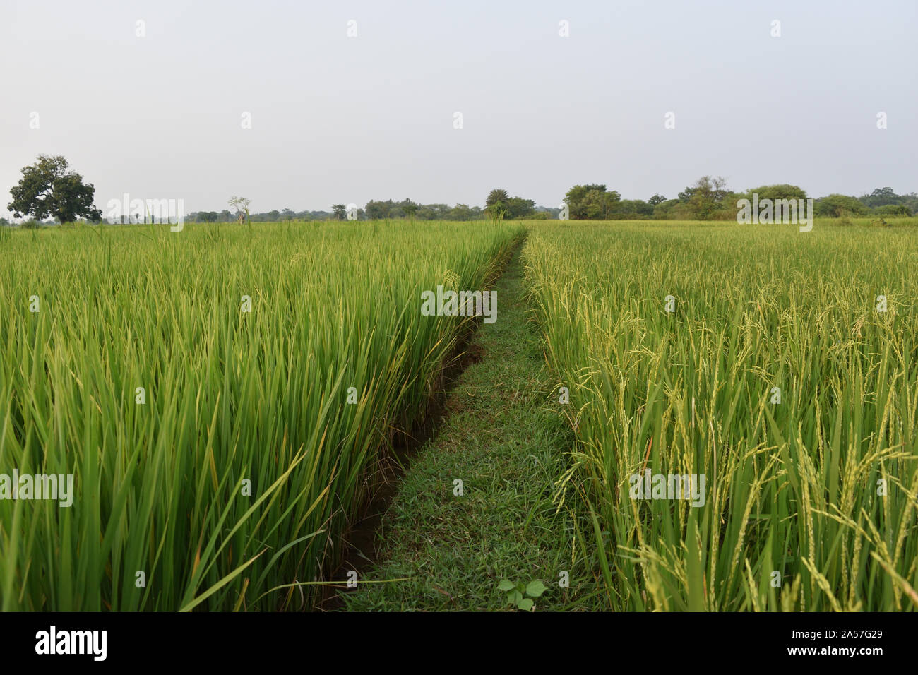 paddy tree border in india Stock Photo - Alamy