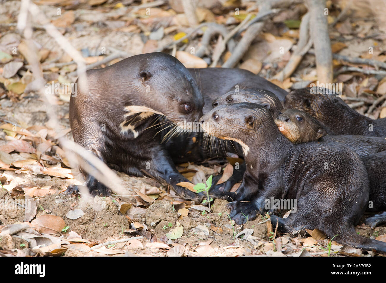 Giant otter (Pteronura brasiliensis) with its cubs, Three Brothers ...