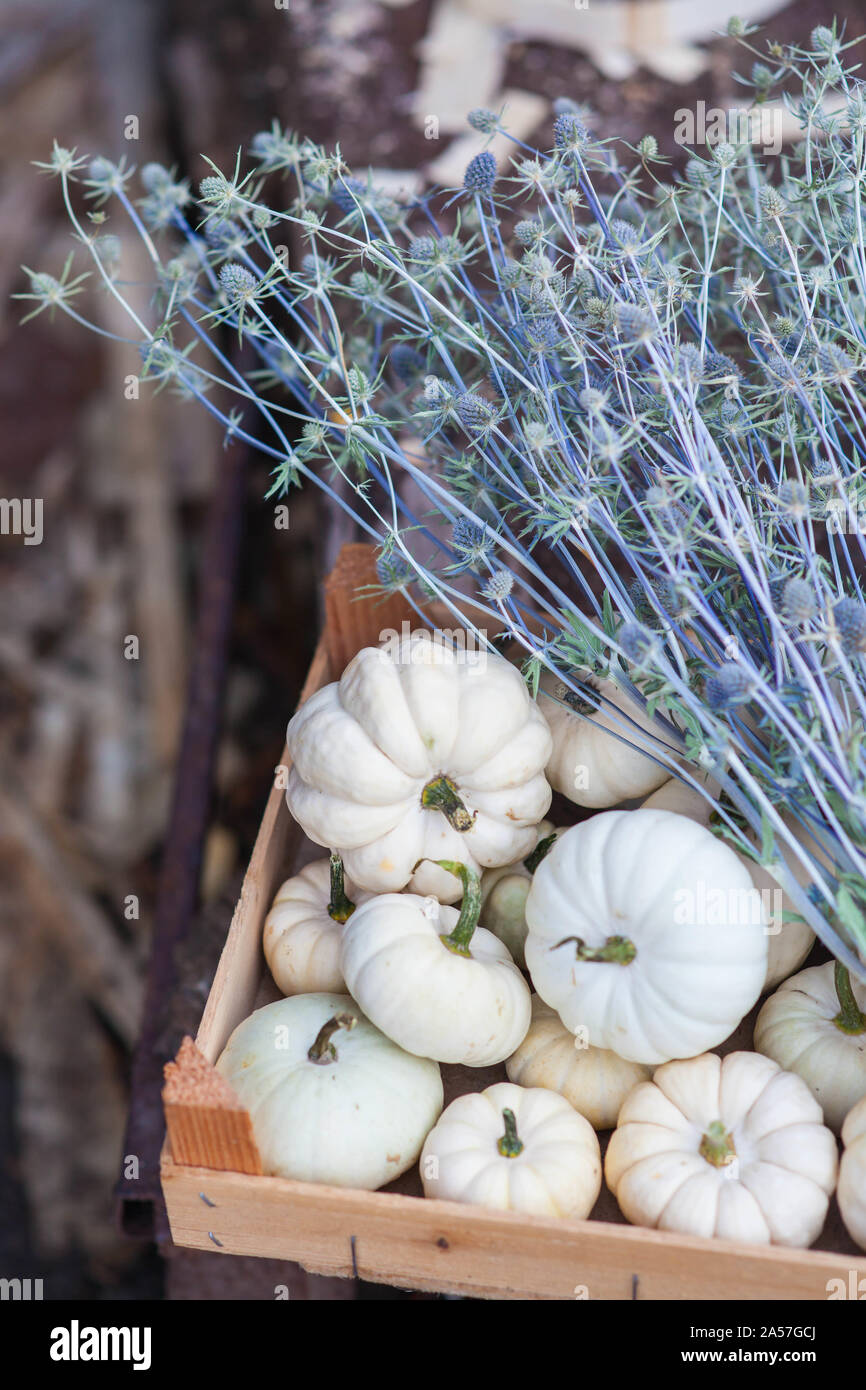white baby boo pumpkins and dried blue hobbit flowers Stock Photo - Alamy