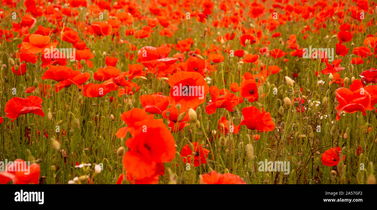 Red Poppies in Flanders Fields symbol for remembrance Day WW1 - For ...