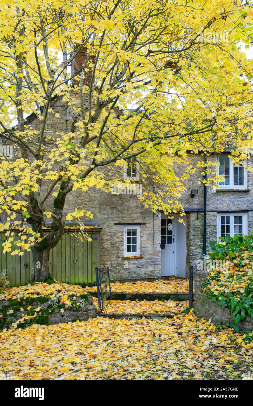 Sugar maple tree branches hi-res stock photography and images - Alamy