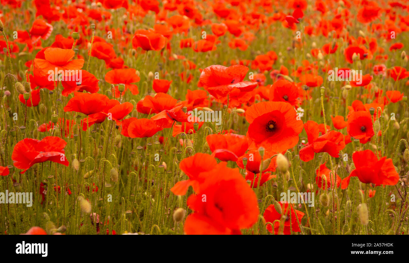 Red Poppies in Flanders Fields symbol for remembrance Day WW1 - For ...