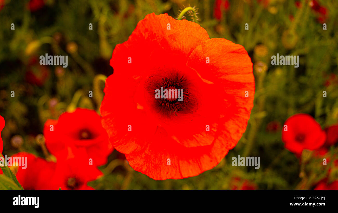 Red Poppies in Flanders Fields symbol for remembrance Day WW1 - For ...
