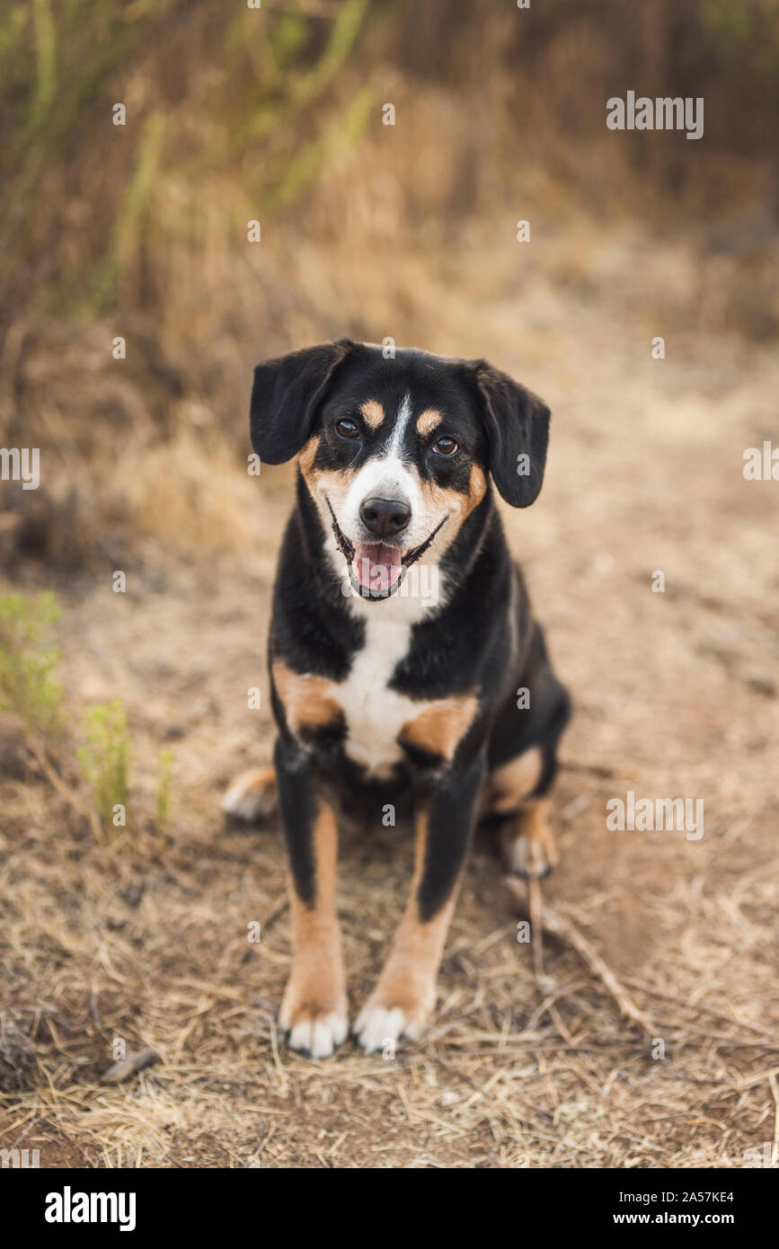 Tri color dog hi-res stock photography and images - Alamy