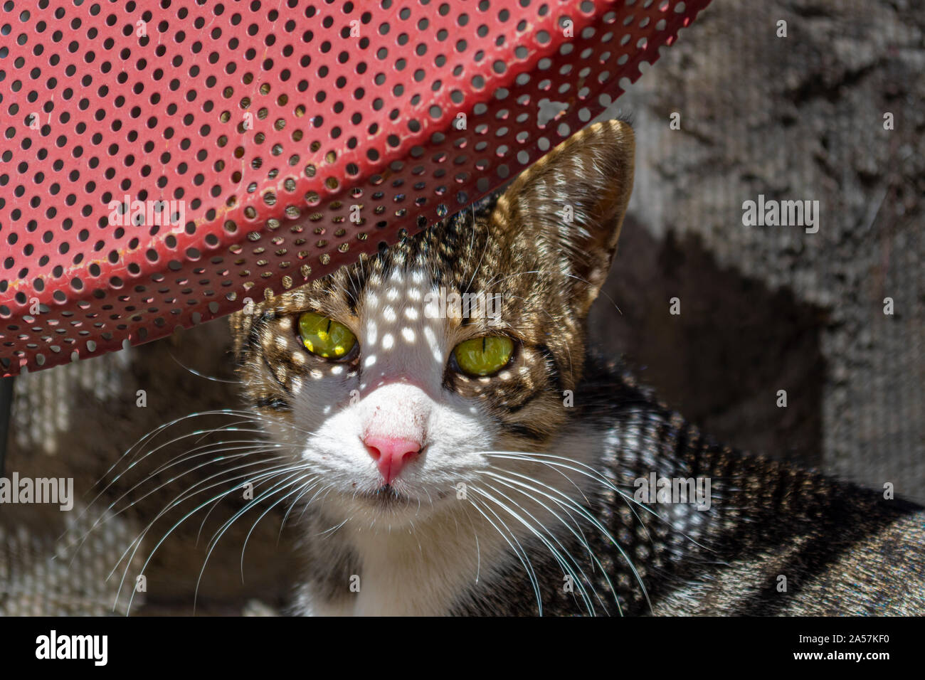 A stray street tabby cat with green eyes sits under a chair in the ...