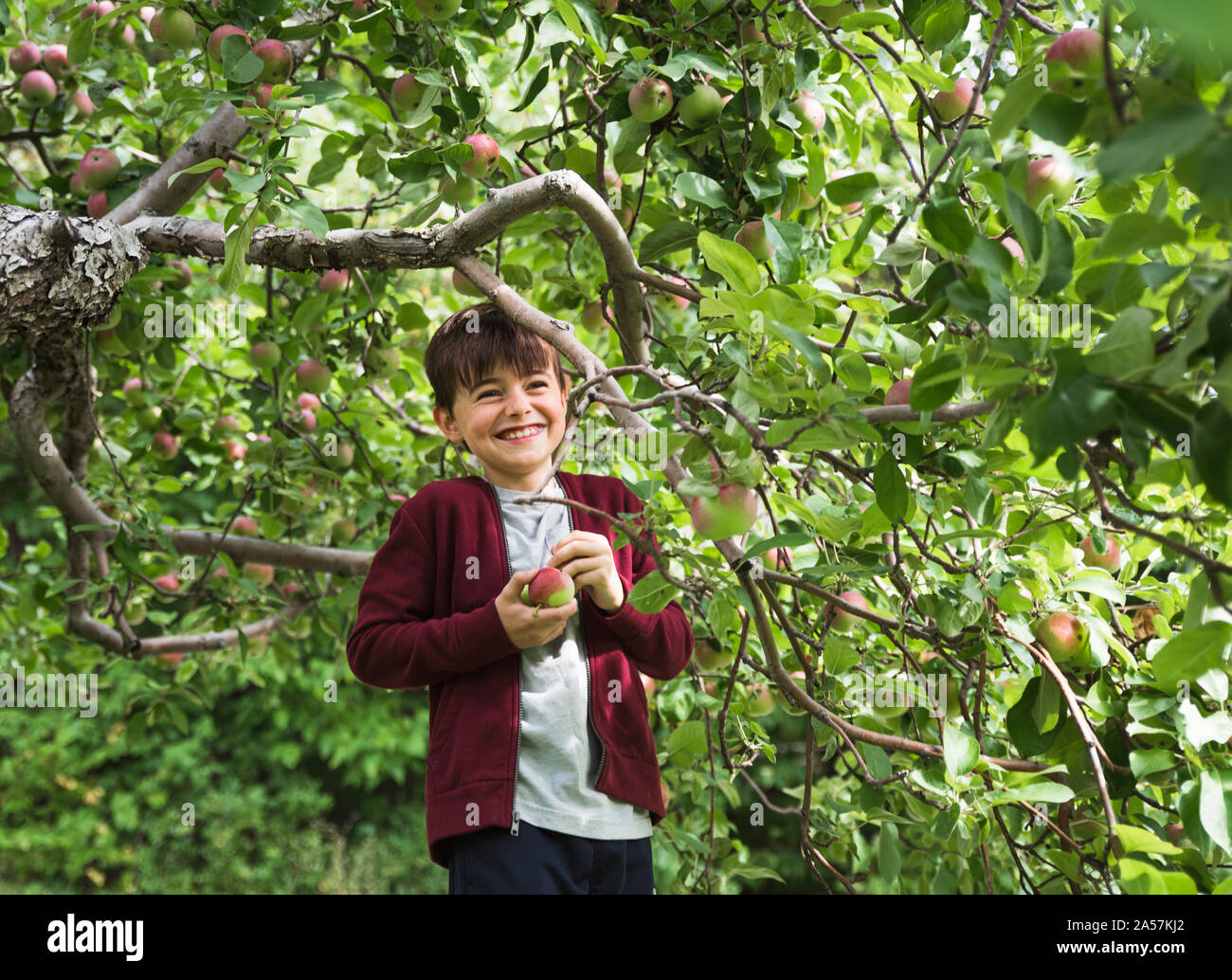 Child picking apples hi-res stock photography and images - Alamy