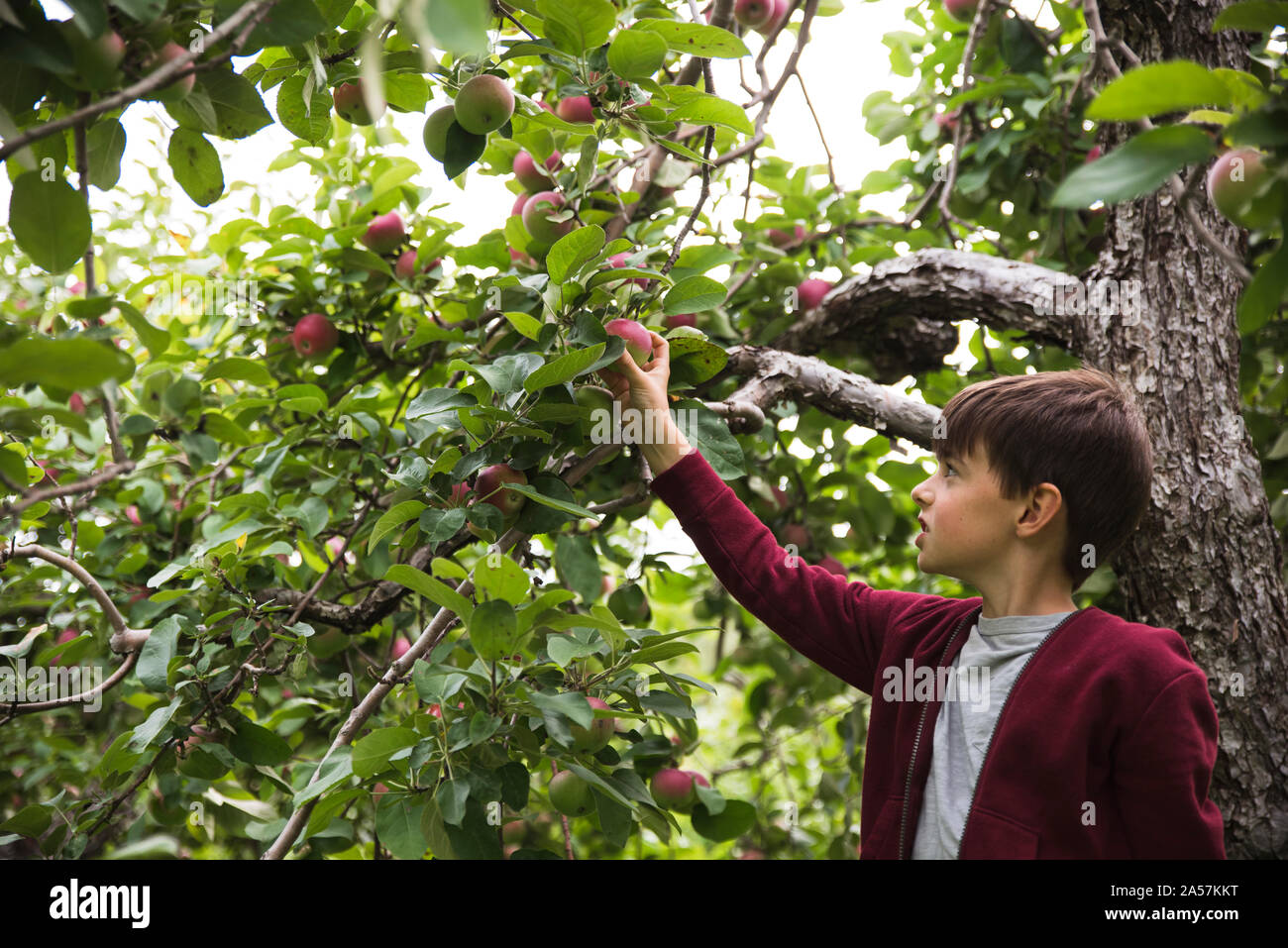 Boy reaching up hi-res stock photography and images - Alamy