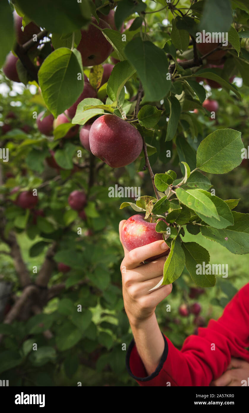 Hand picking apple tree hi-res stock photography and images - Alamy