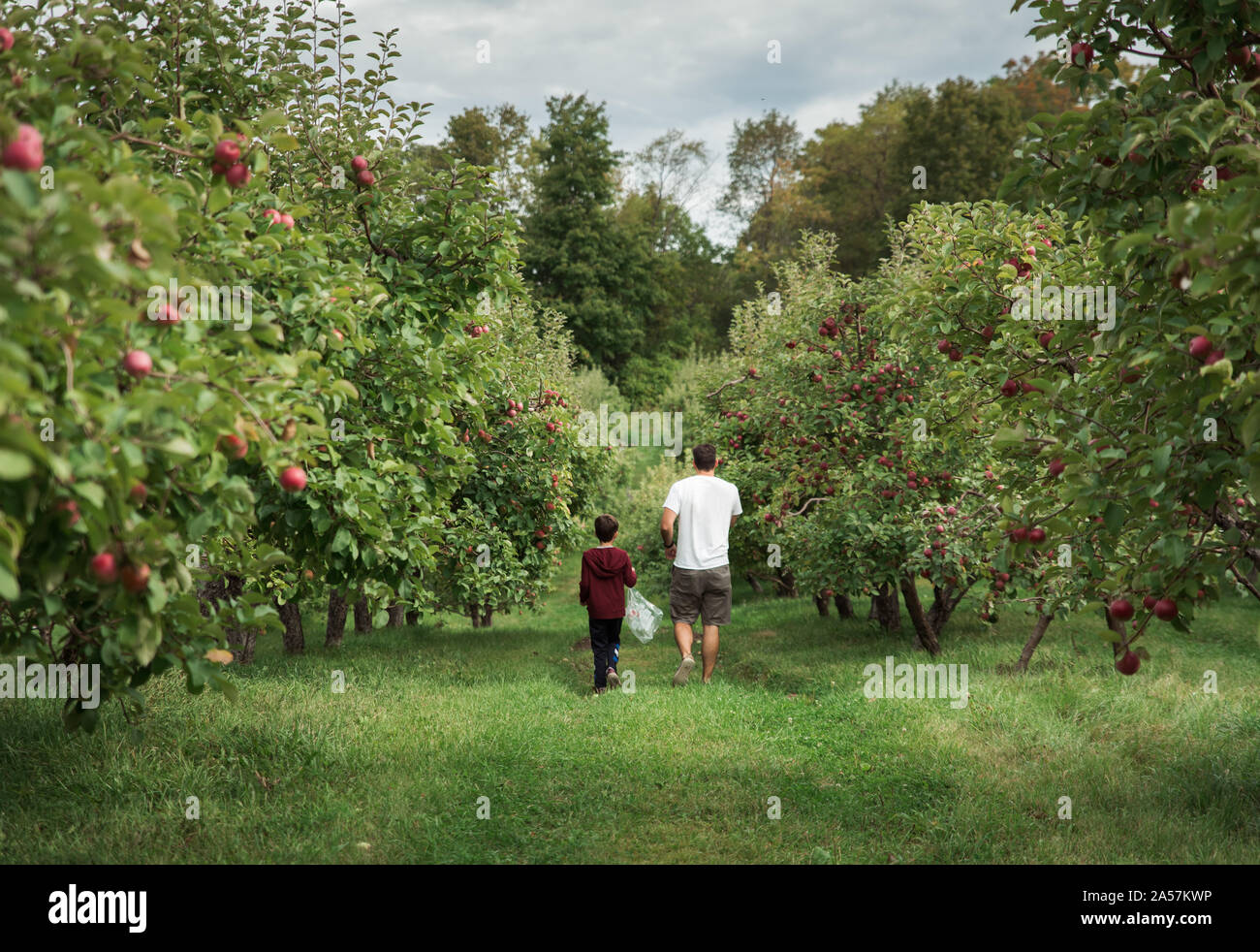 Red Apple Orchard High Resolution Stock Photography and Images - Alamy