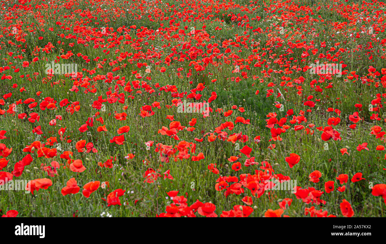 Red Poppies in Flanders Fields symbol for remembrance Day WW1 - For ...