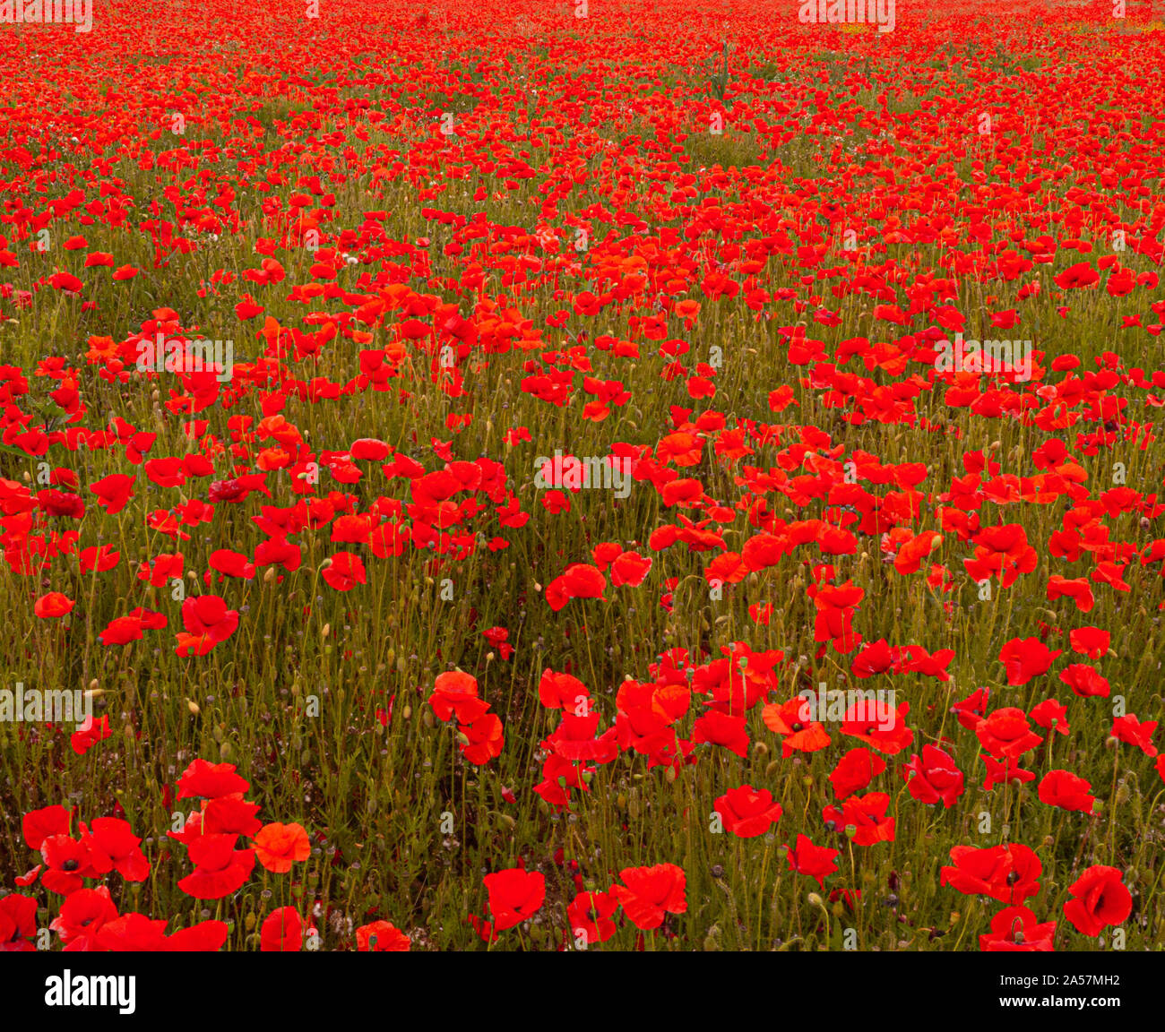 Red Poppies in Flanders Fields symbol for remembrance Day WW1 - For ...