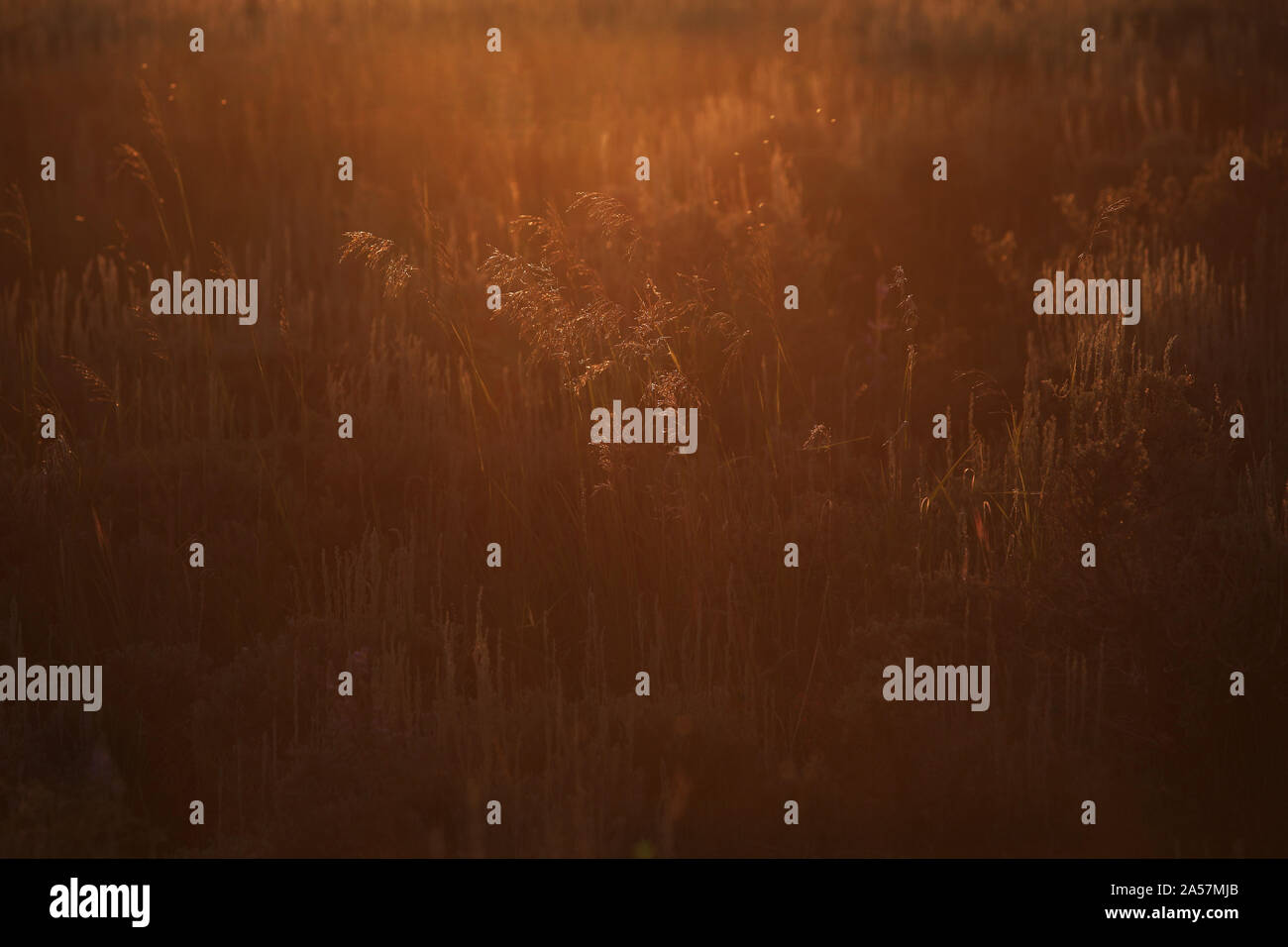 Prairie grasses hi-res stock photography and images - Alamy