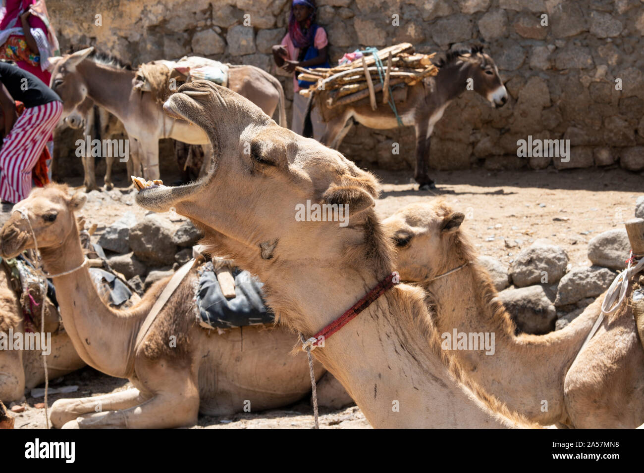 Dromedaries in Keren market, Eritrea Stock Photo - Alamy