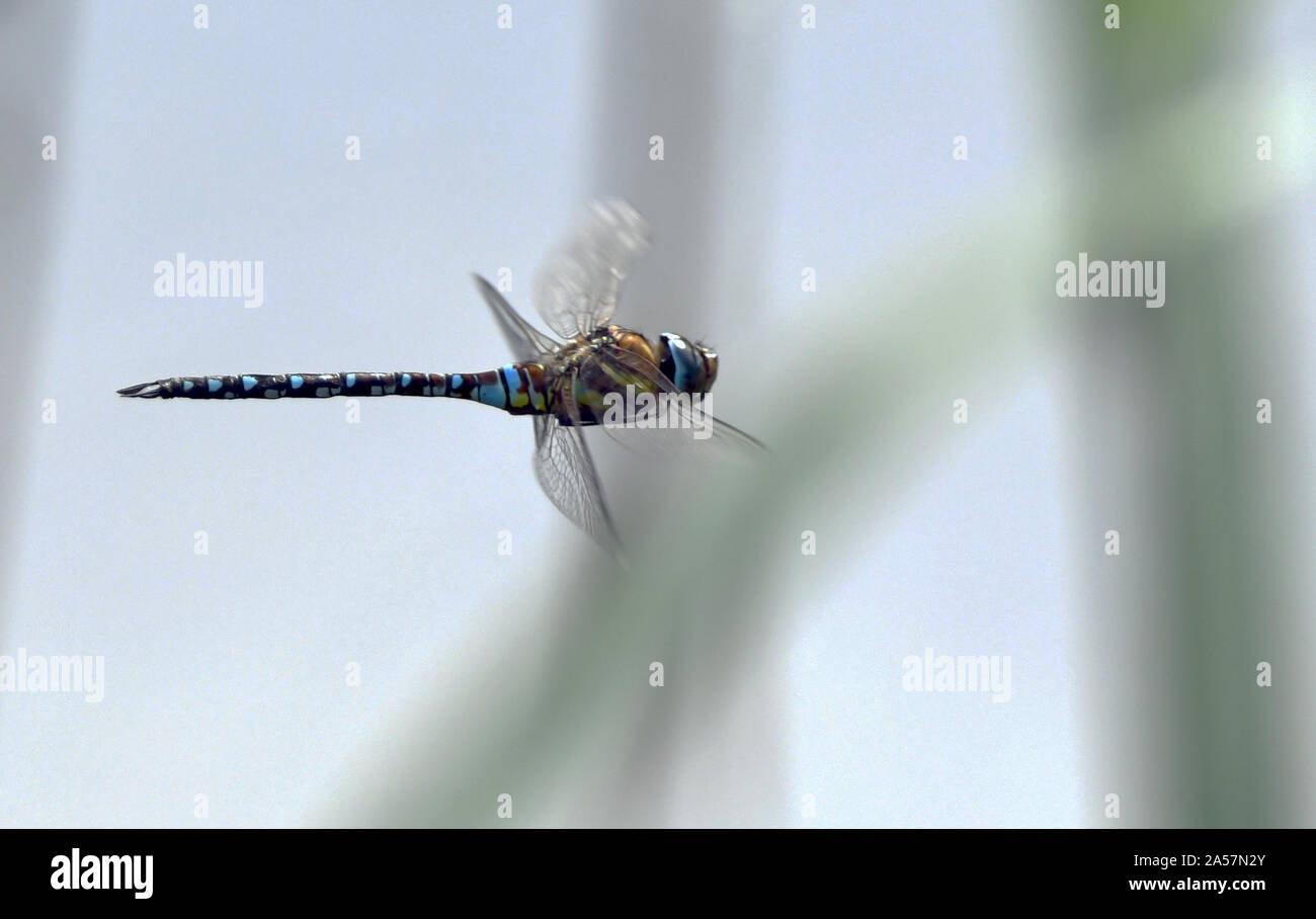 Blue Dragonfly at Rodwell reserve Weymouth Stock Photo - Alamy