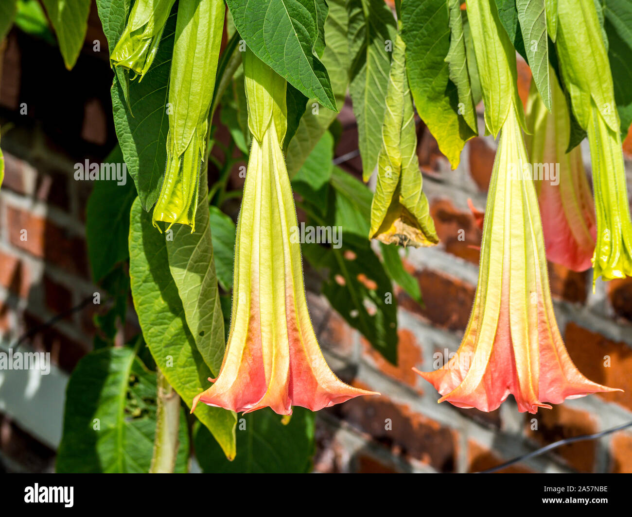 Yellow angel trumpet in bloom hi-res stock photography and images - Alamy