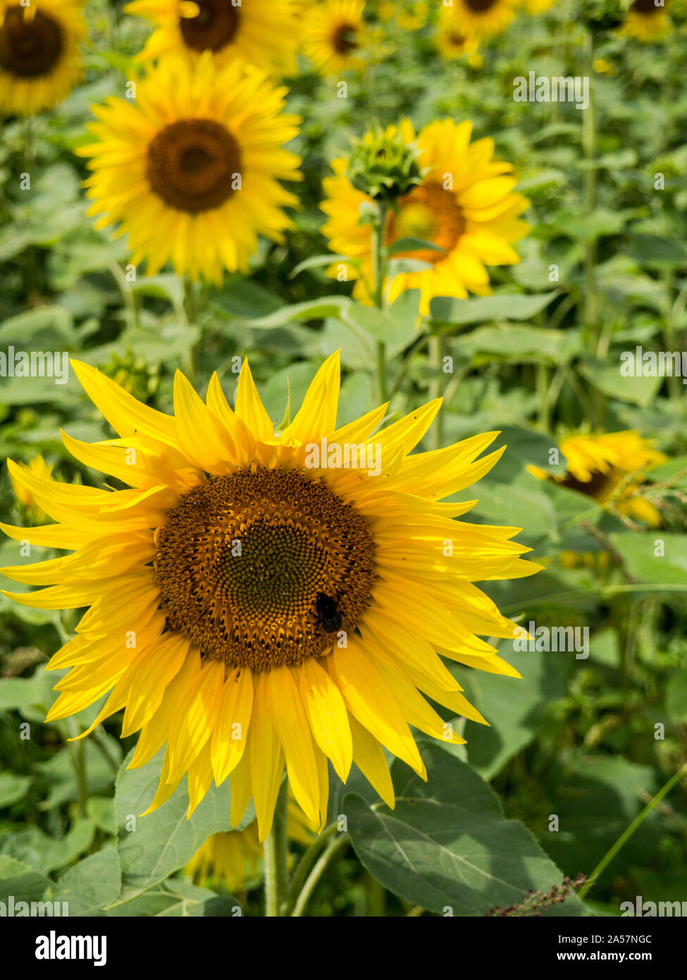 Field with many Sunflowers Stock Photo - Alamy