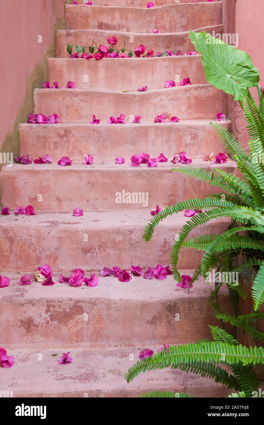 Spring flowers on staircase, Chania, Crete, Greece Stock Photo - Alamy
