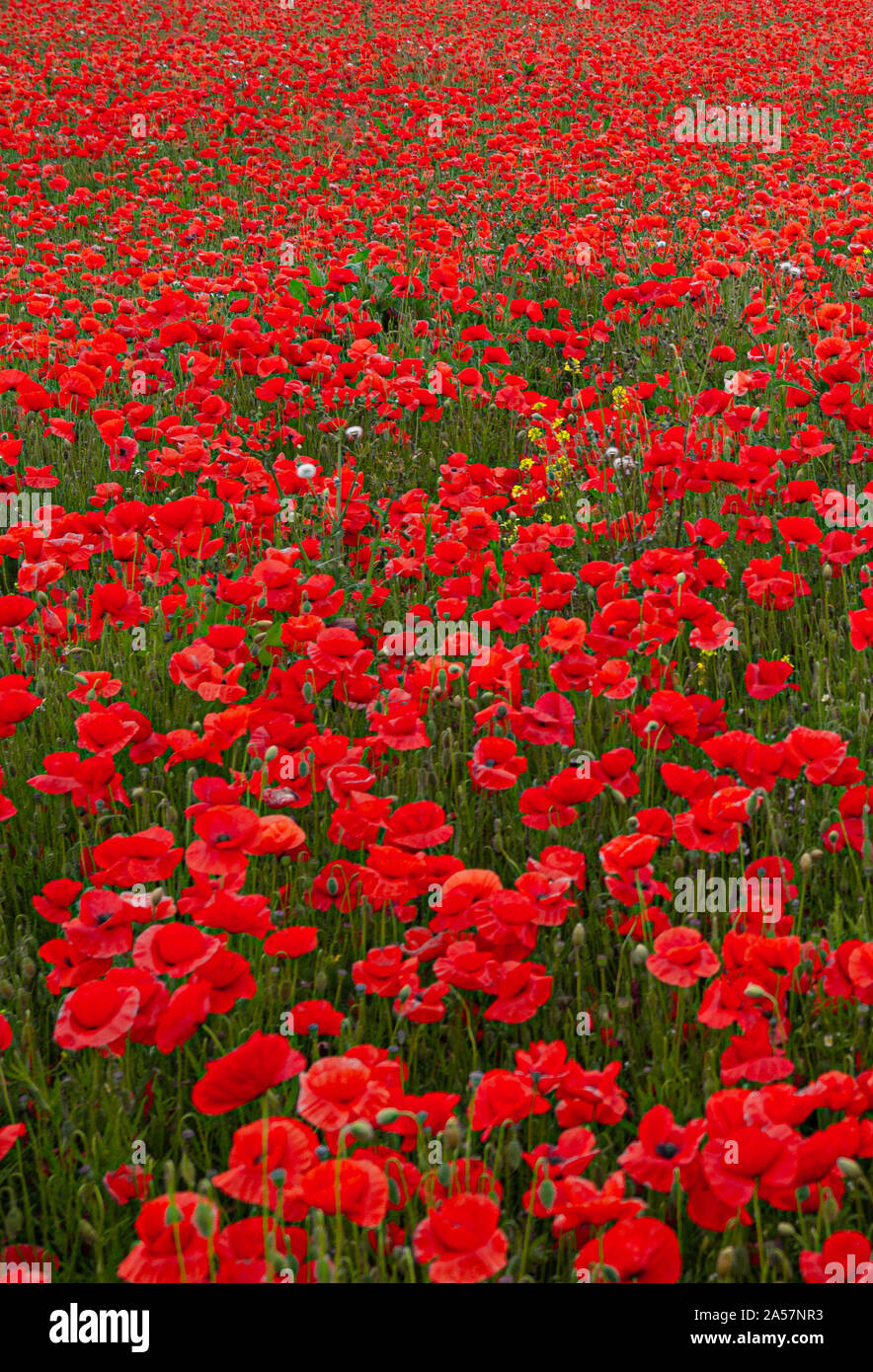 Red Poppies in Flanders Fields symbol for remembrance Day WW1 - For ...