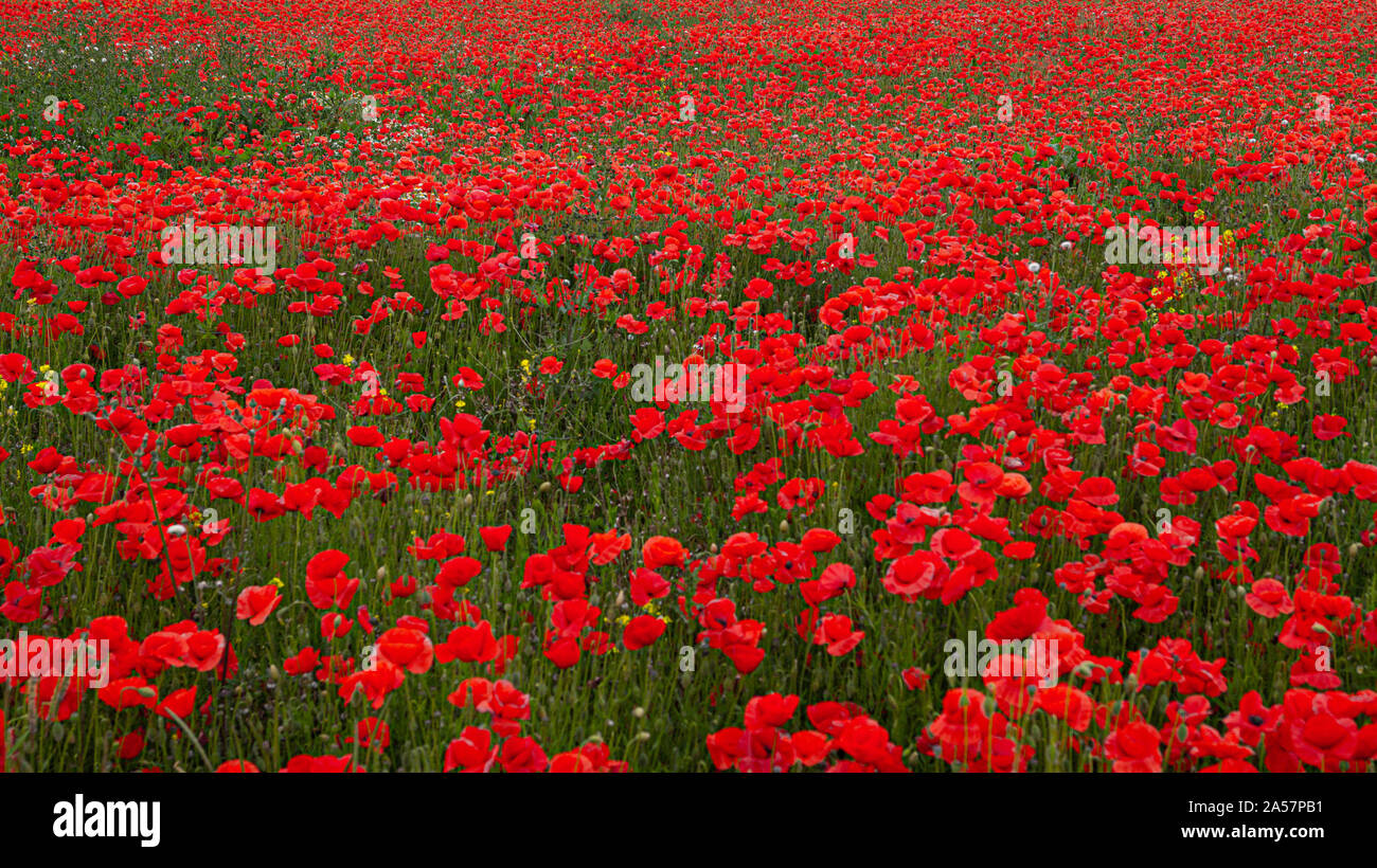 Red Poppies in Flanders Fields symbol for remembrance Day WW1 - For ...