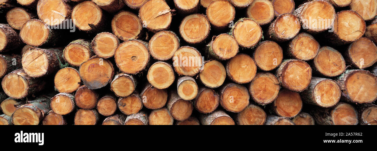 Stack of logs in forest, Burrator Reservoir, Dartmoor, Devon, England ...