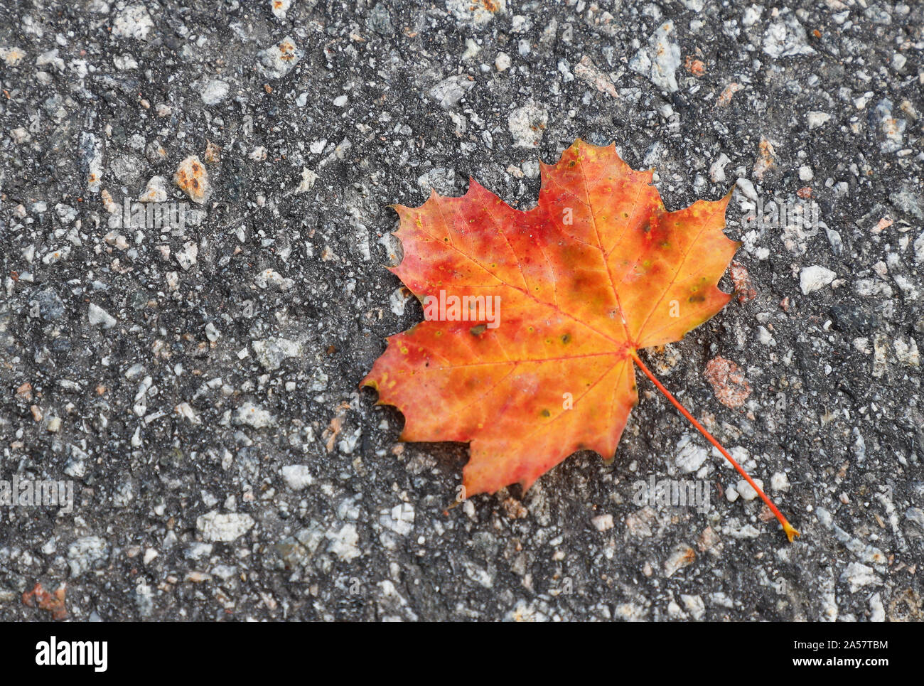 One maple leaf on a hard asphalt surface Stock Photo - Alamy