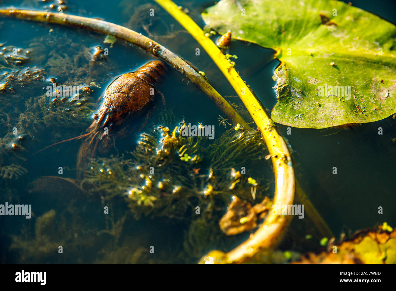 Dead cancer in the water Stock Photo - Alamy