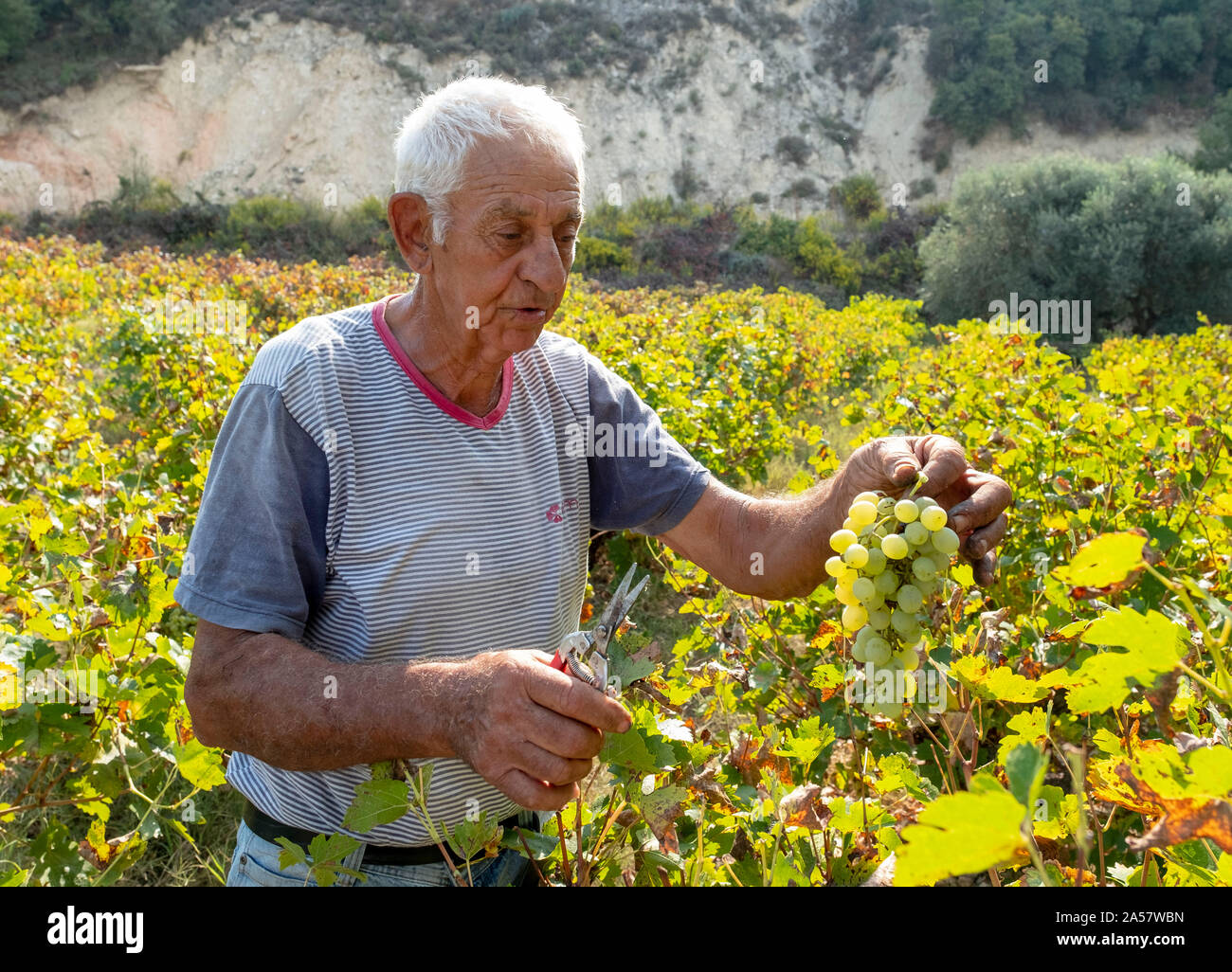 Picking grapes cyprus hi-res stock photography and images - Alamy