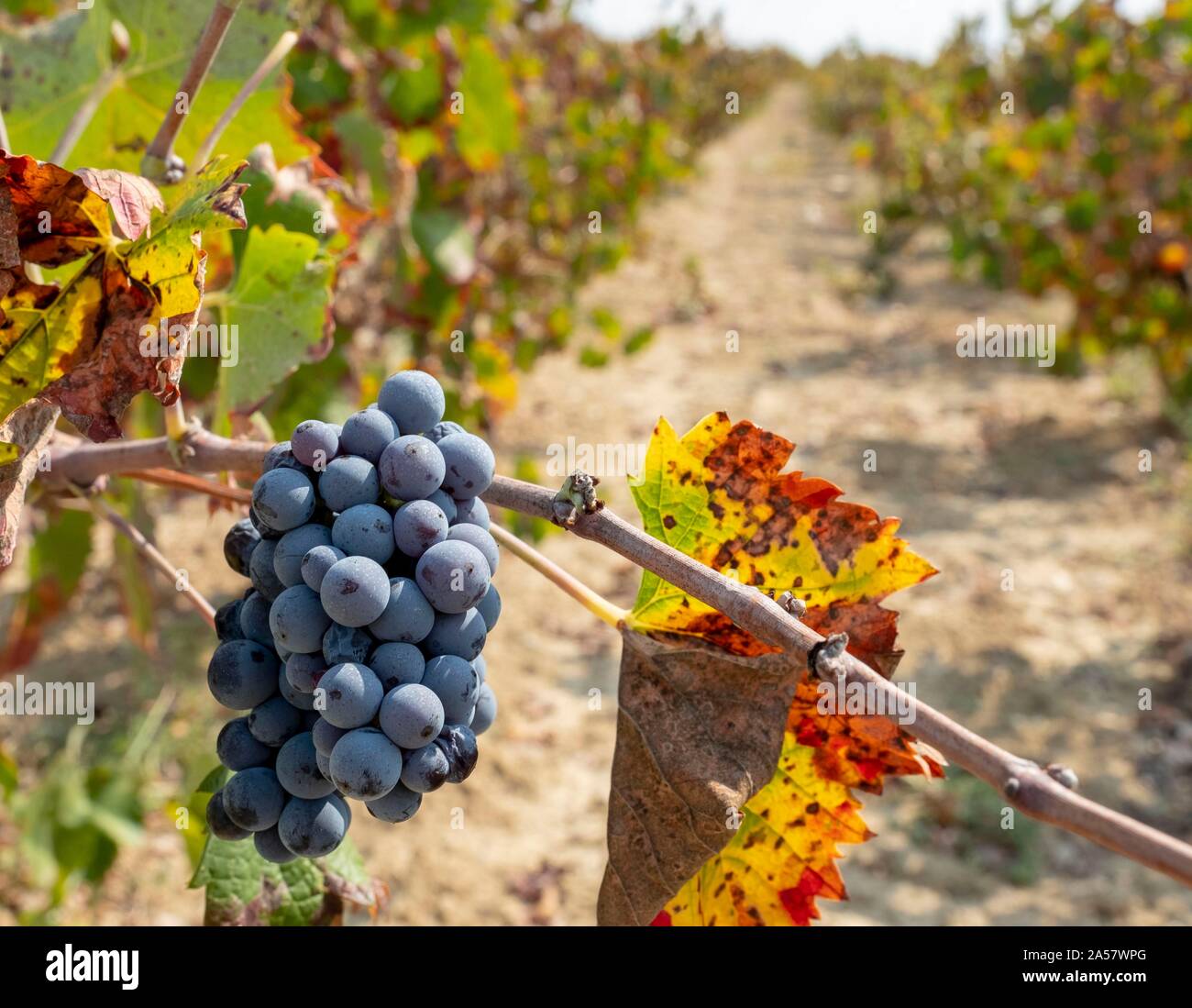 Mavro vine hi-res stock photography and images - Alamy