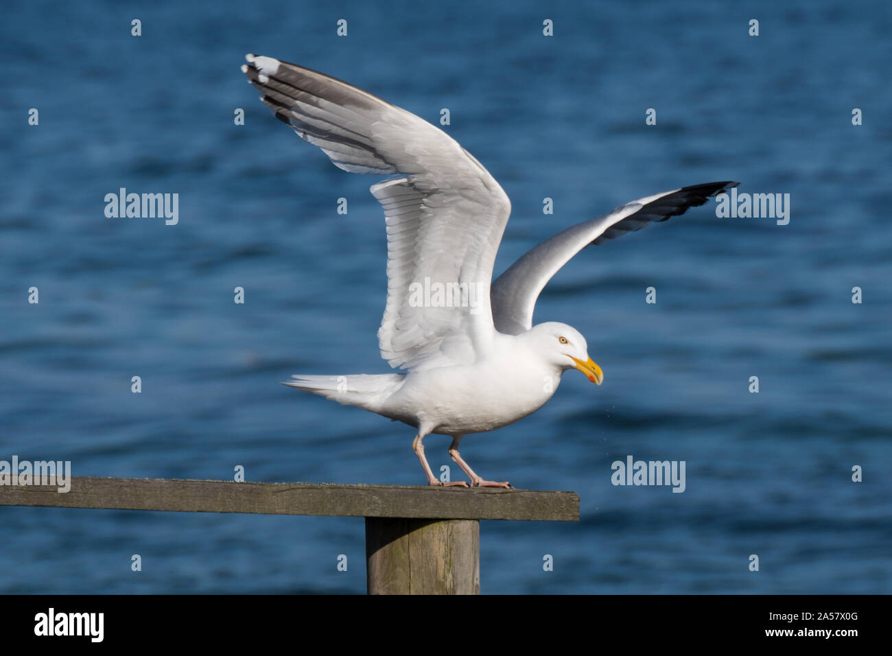 Seagull taking off Stock Photo - Alamy
