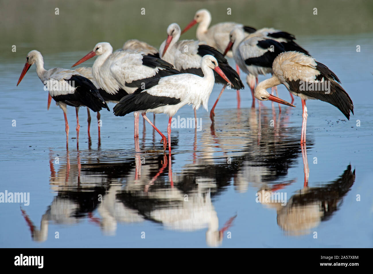 Birds in a conservation area hi-res stock photography and images - Alamy