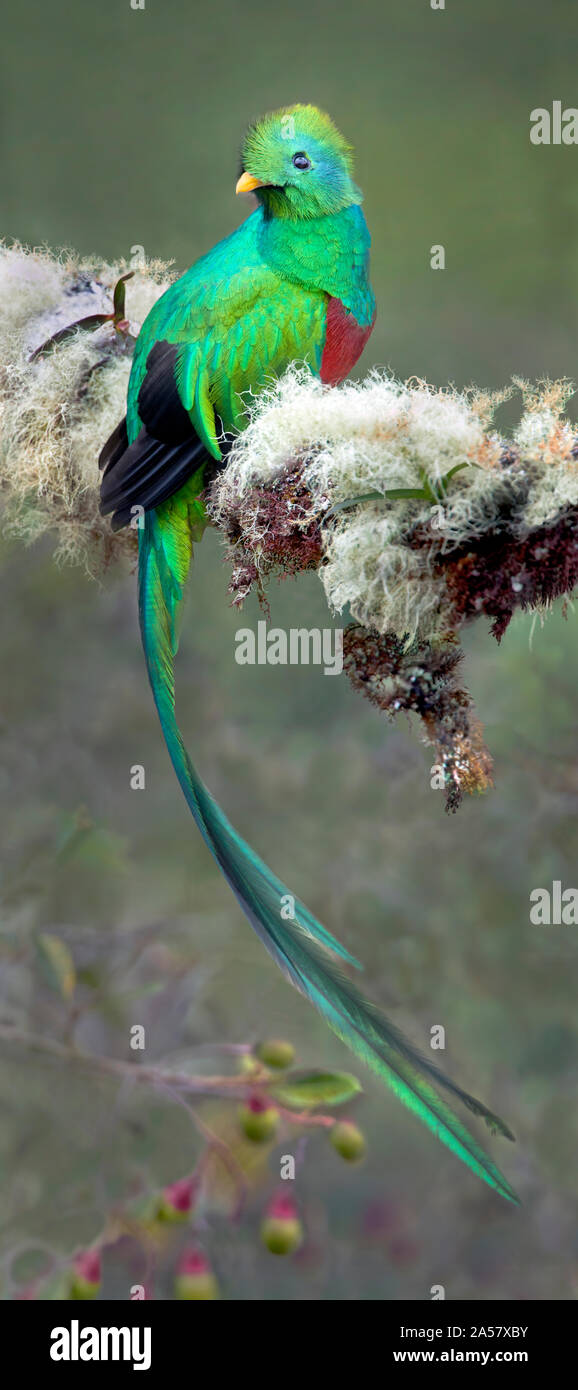 Resplendent quetzal hi-res stock photography and images - Alamy