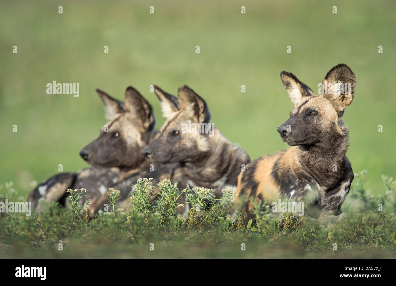 African wild dogs lycaon pictus hi-res stock photography and images - Alamy