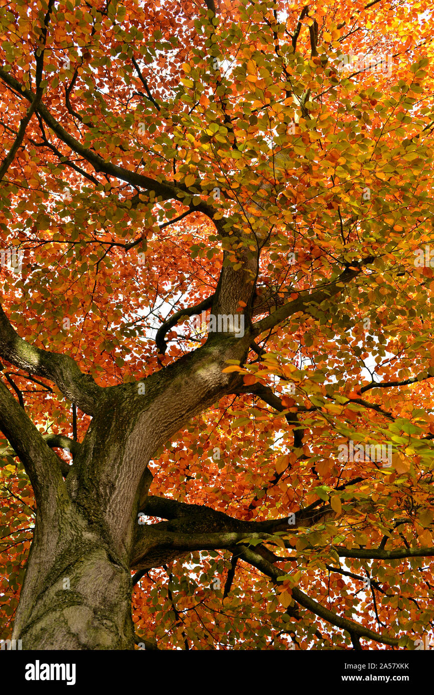red tree Walsall Arboretum Stock Photo - Alamy