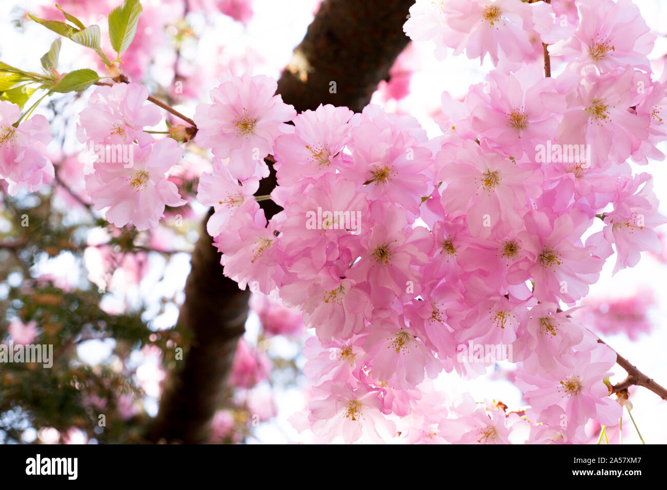 Cherry Blossom / Sakura Stock Photo - Alamy