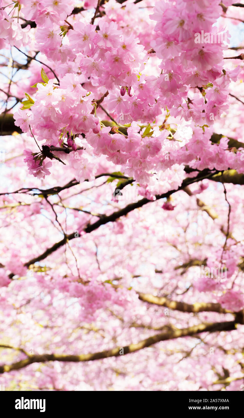 Cherry Blossom / Sakura Stock Photo - Alamy
