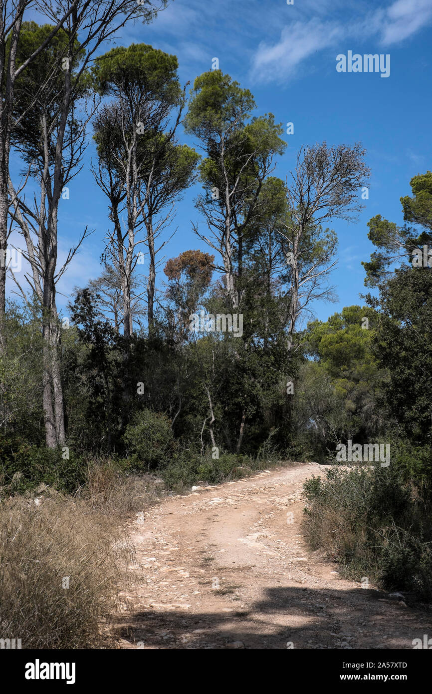 Cami de Cavalls coastal path in Menorca, near the town of Cala Galdana ...