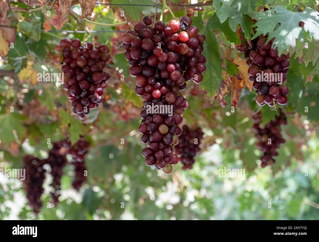 Grapes on a vine at the Tsangarides winery, Paphos region, Cyprus Stock ...