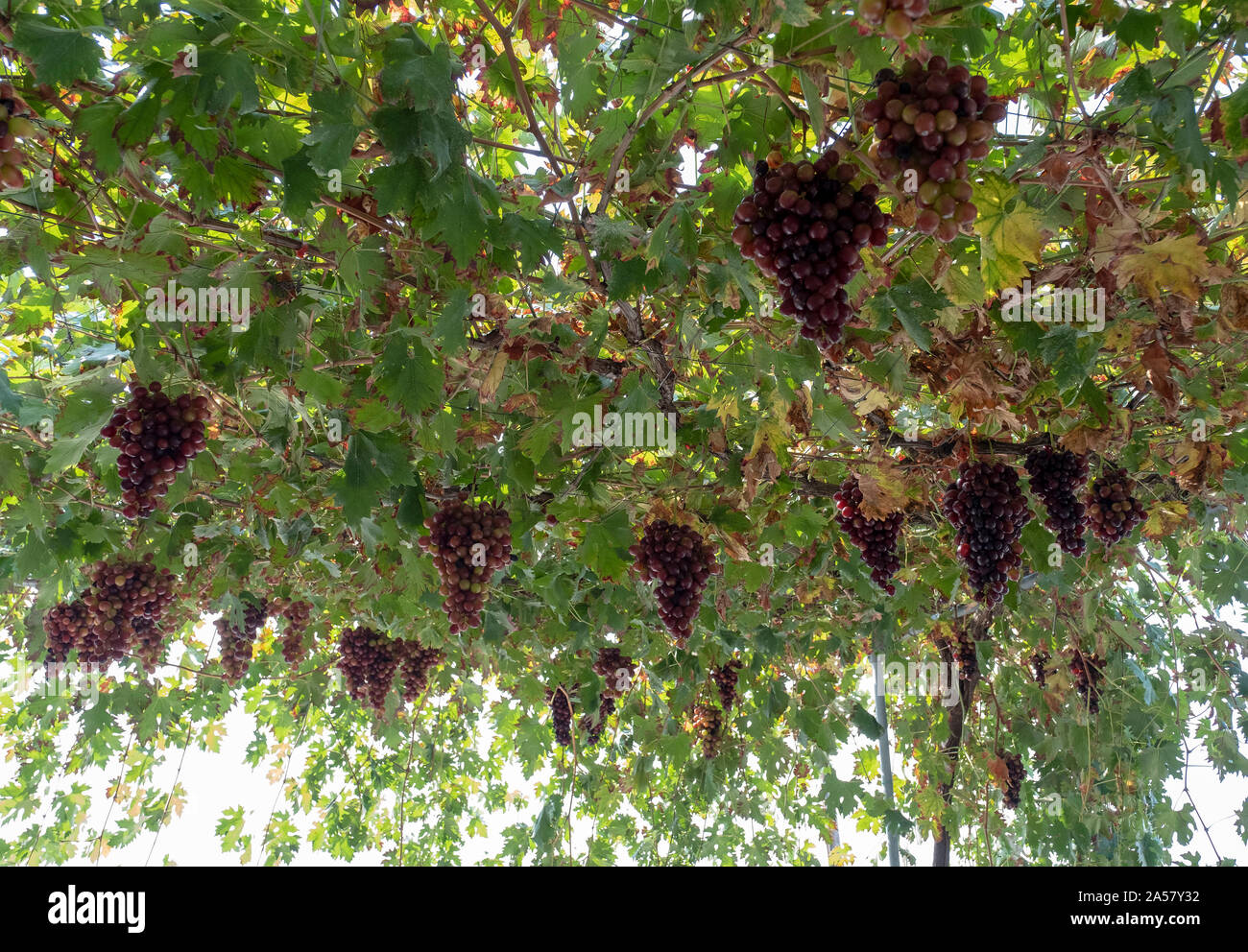 Grapes on a vine at the Tsangarides winery, Paphos region, Cyprus Stock ...