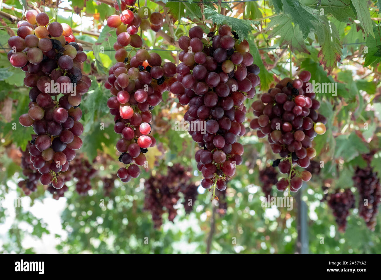 Grapes on a vine at the Tsangarides winery, Paphos region, Cyprus Stock ...