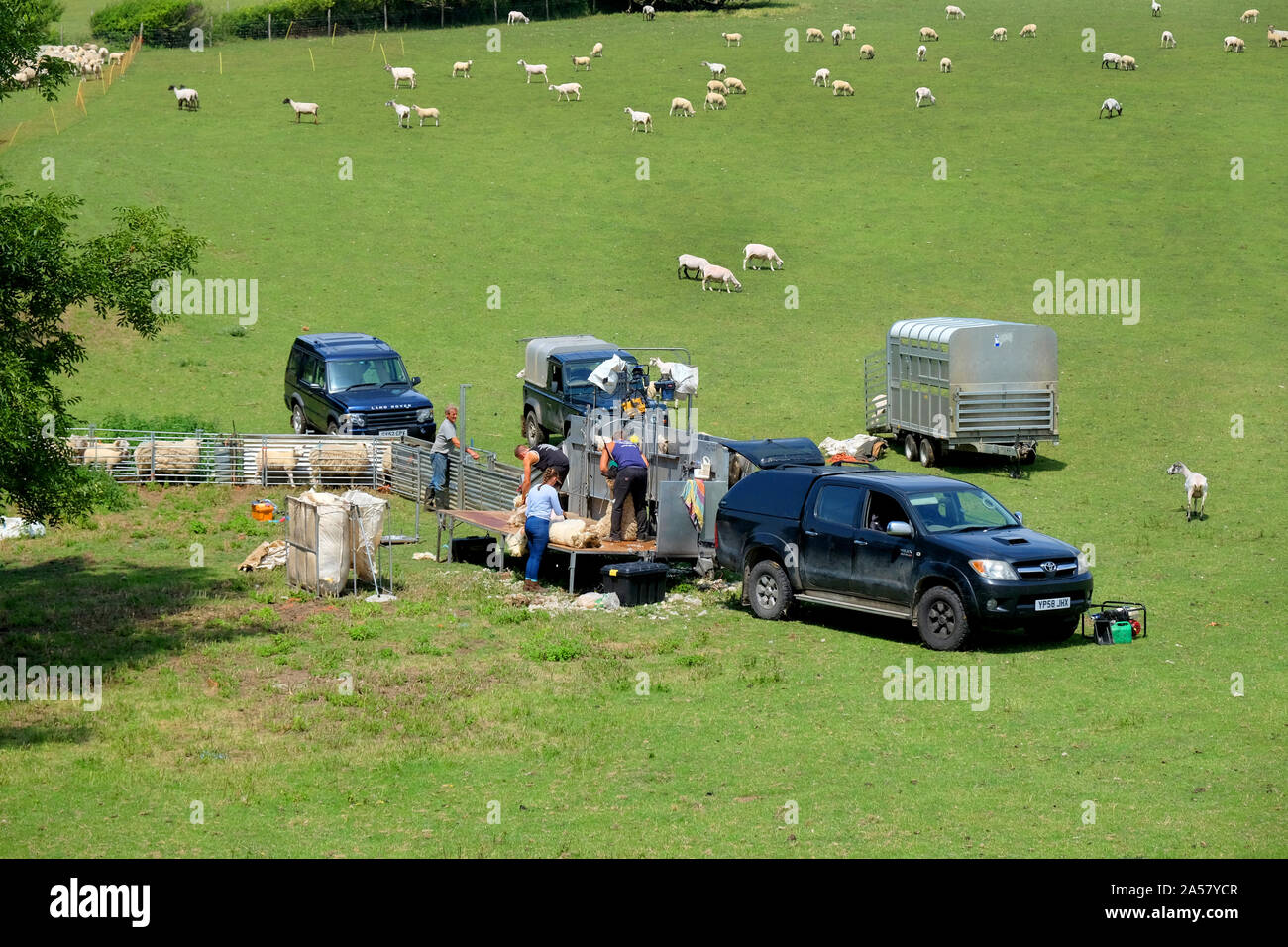 Sheep shearing in the Sussex rolling green hills, England, UK, a mobile ...