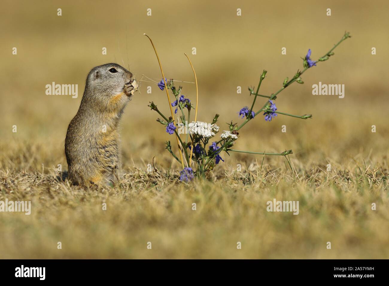 European suslik spermophilus citellus feeding a barley ferry hi-res ...