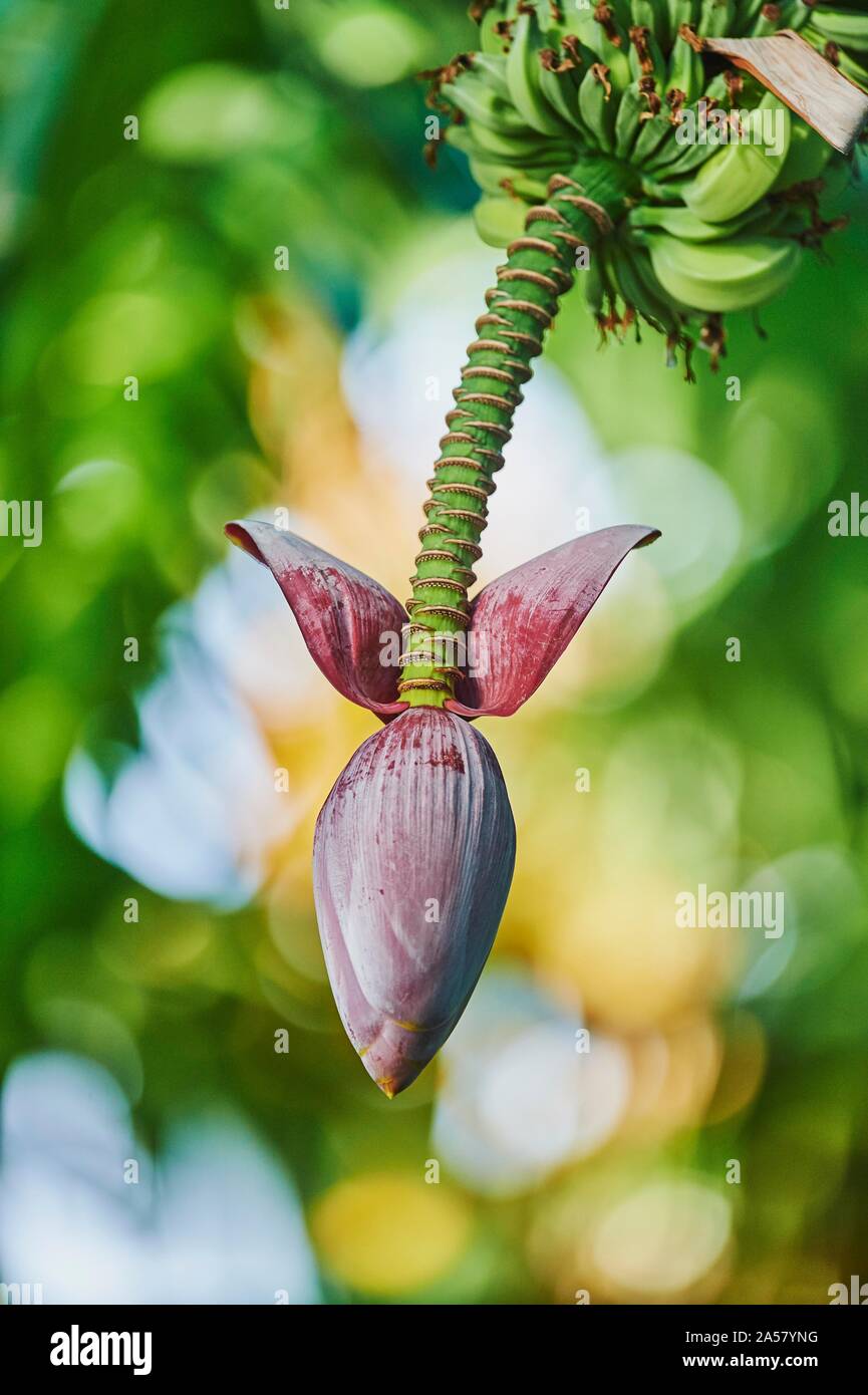 Banana (Musa), plant with inflorescence and fruits, Hawaiian Island ...