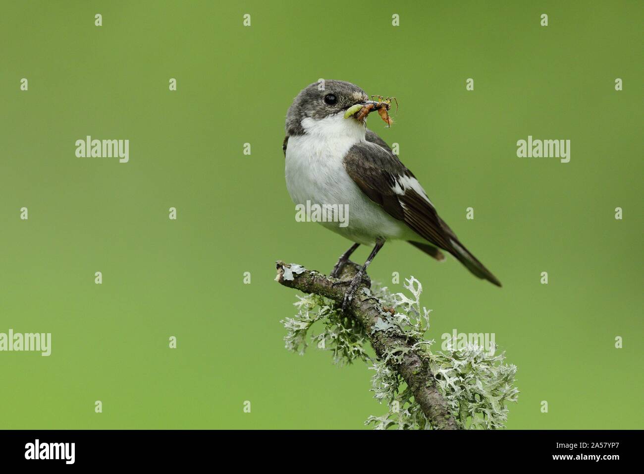Male sitting on branch with prey hi-res stock photography and images ...