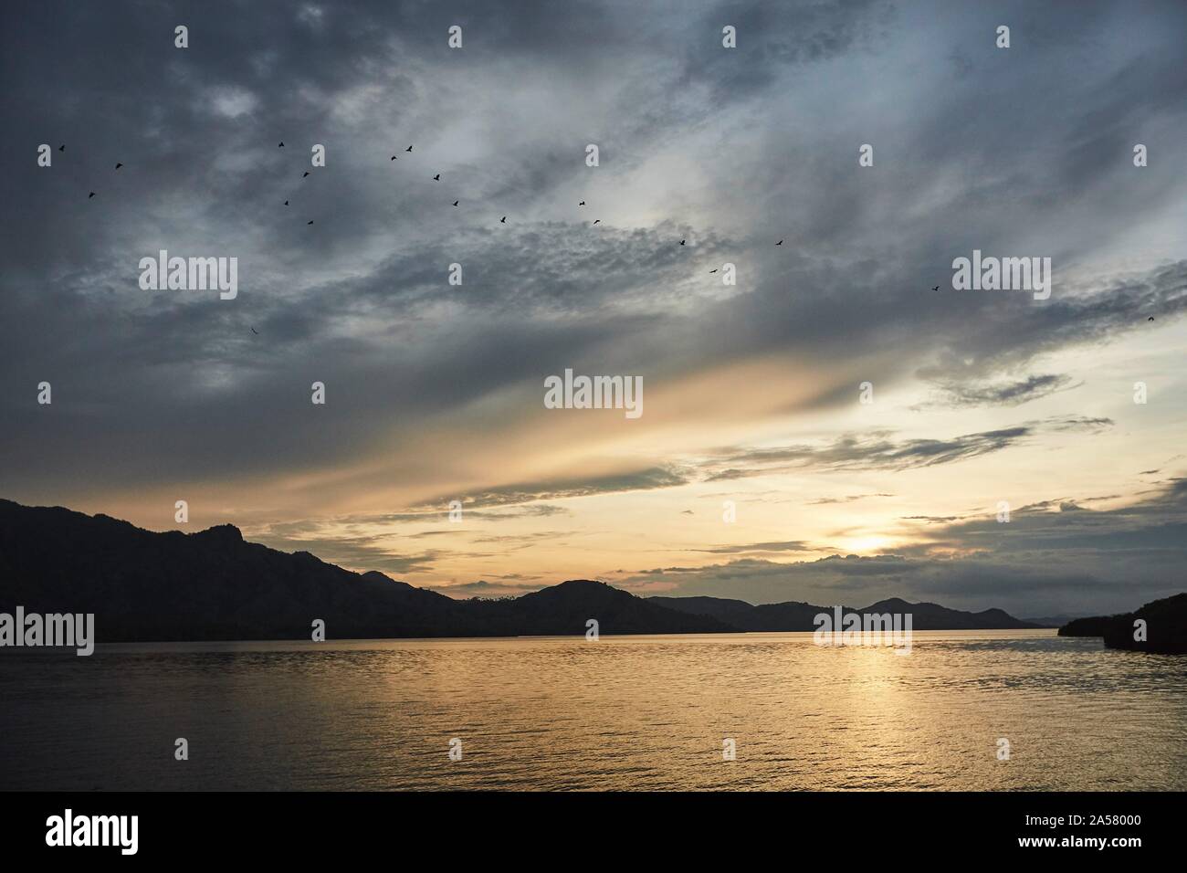 Flying foxes in asia hi-res stock photography and images - Alamy
