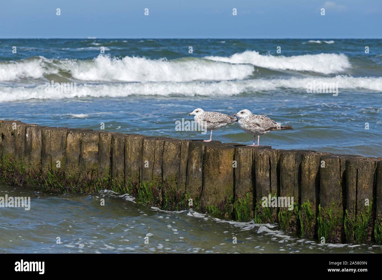 Young animals on a groyne hi-res stock photography and images - Alamy